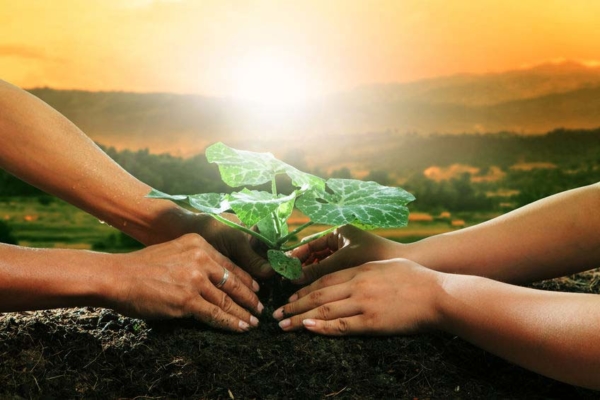 What role does organic soil play in our lives? - Kemgro