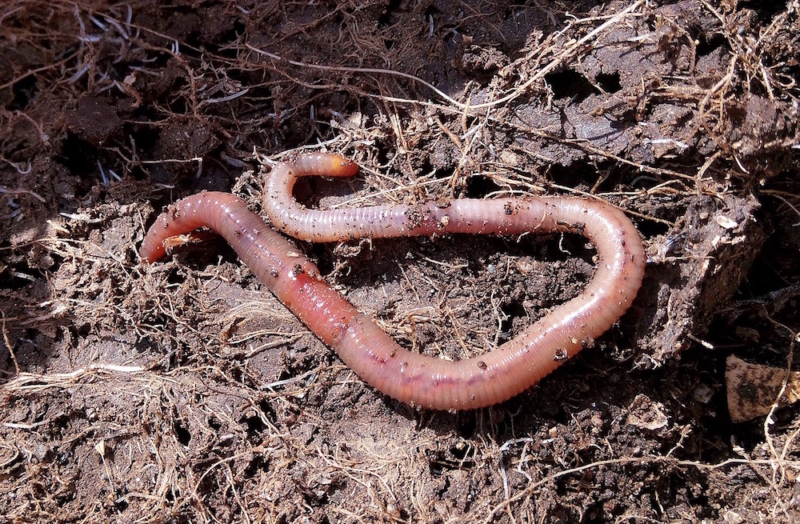 The Function of earthworms in soil - Kemgro Crop Solutions